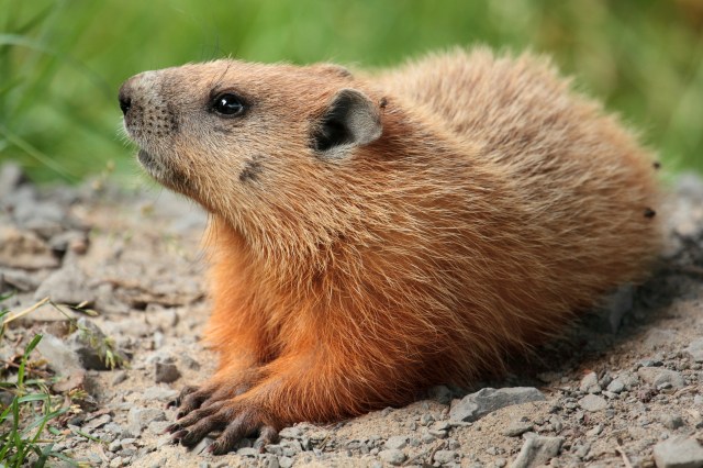 Stewed Groundhog: ‘The Cleanest Meat One Can Find’ | heritagerecipebox